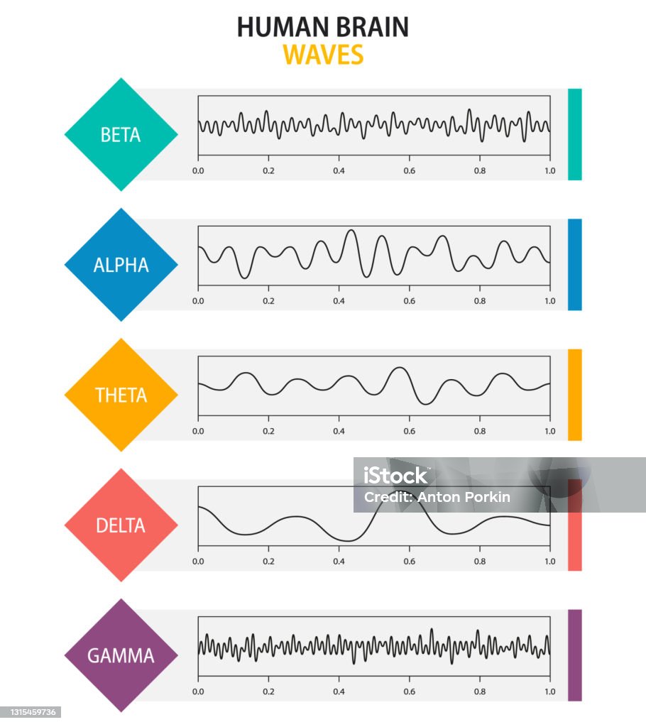 Set Of Brain Waves Oscillation Beta Alpha Theta Delta Gamma Brain Waves ... Set Of Brain Waves Oscillation Beta Alpha Theta Delta Gamma Brain Waves ...