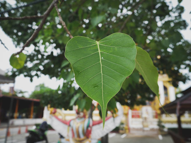Bodhi Tree Pictures | Download Free Images on Unsplash