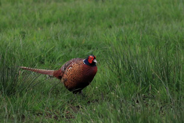 Pheasant Male Bird - Free photo on Pixabay