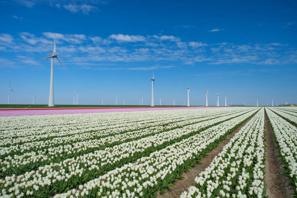Free Stock Photo of Field of White Tulips in Front of Building ...