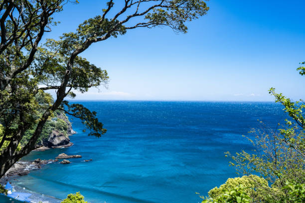 Free Stock Photo of Ocean view through trees | Download Free Images and ...