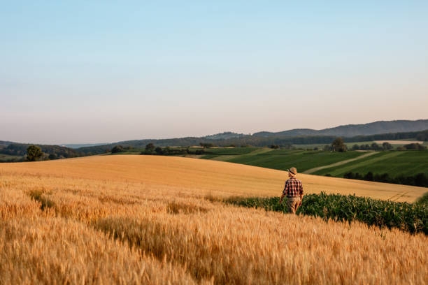 Free Stock Photo of Person Standing in Field of Tall Grass | Download ...