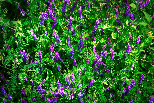 Free Stock Photo of Solo purple wildflower in vibrant greenery ...