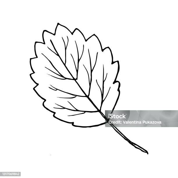 Feuille Stylisée Dun Arbre Illustration Botanique De Vecteur Dessin De