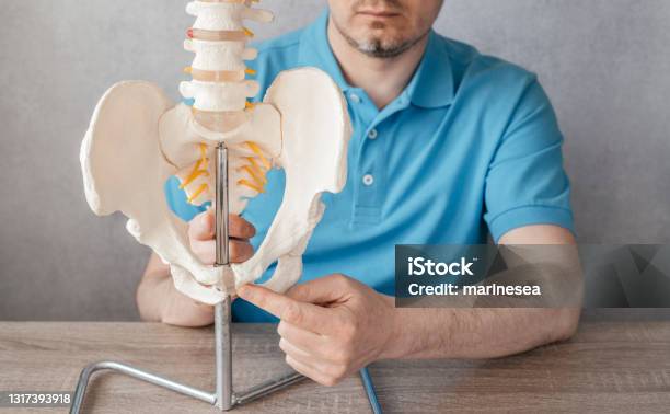 Merapatkan Tangan Dokter Lakilaki Menunjuk Pada Tulang Simfisis Kemaluan Pada Model Tulang