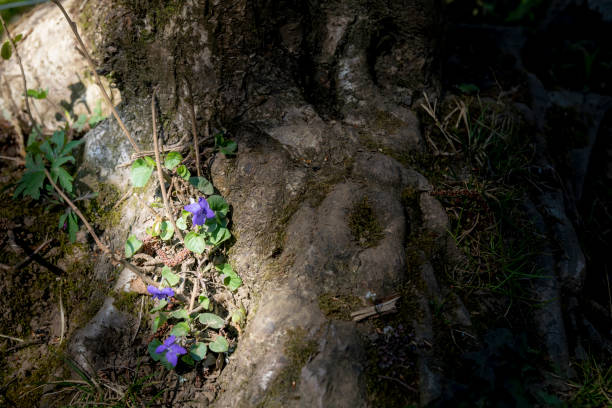 Winnie The Pooh Pictures | Download Free Images on Unsplash