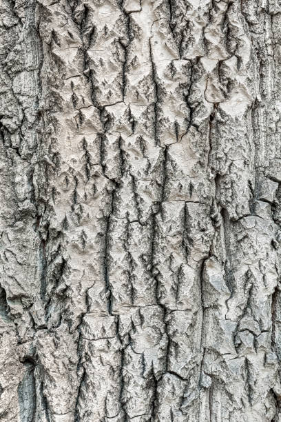 Grey Bark Texture – Free Nature Stock