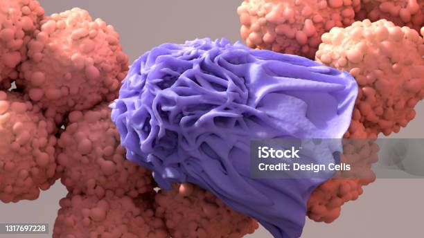 Macrophage Devouring A Cancer Cell Immune Cells Capable Of Physically