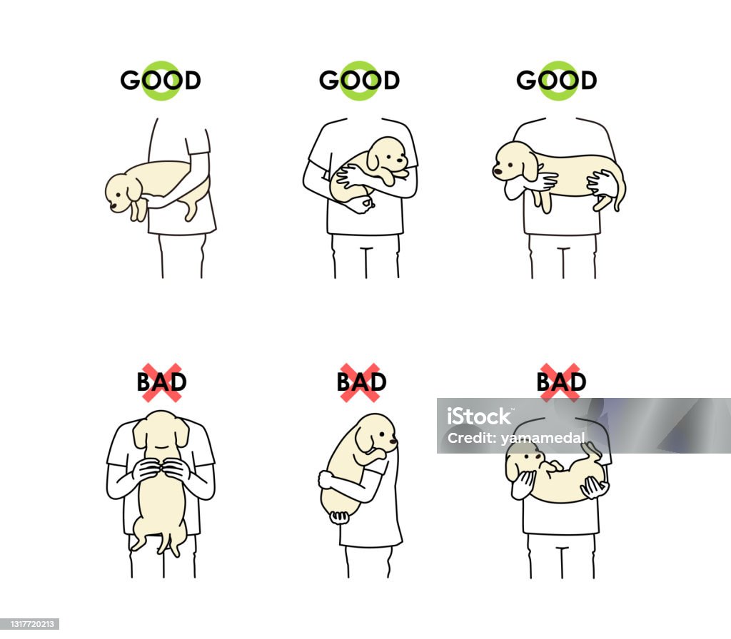 How To Hold Dog Right And Wrong Stock Illustration - Download Image Now ... How To Hold Dog Right And Wrong Stock Illustration - Download Image Now ...