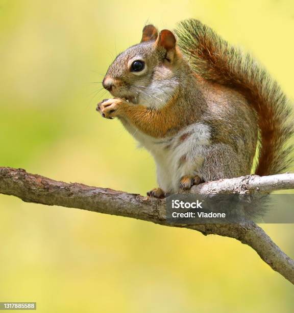 Tupai Pohon Duduk Di Atas Brunch Pohon Di Hutan Dengan Latar Belakang ... Tupai Pohon Duduk Di Atas Brunch Pohon Di Hutan Dengan Latar Belakang ...