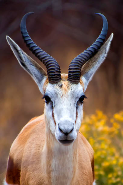 Springbok Pictures | Download Free Images on Unsplash