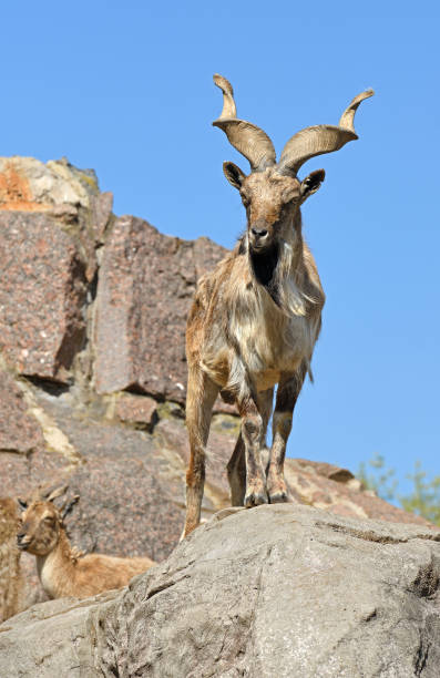 Markhor Pictures | Download Free Images on Unsplash