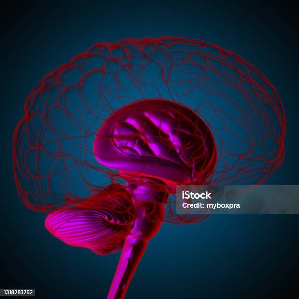 Bagian Dalam Otak Manusia Anatomi Untuk Rendering 3d Konsep Medis Foto ... Bagian Dalam Otak Manusia Anatomi Untuk Rendering 3d Konsep Medis Foto ...