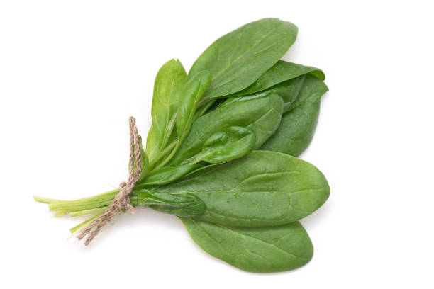 Spinach Pictures [HQ] | Download Free Images on Unsplash