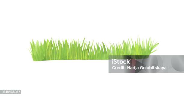 Herbe Disolement Sur Un Fond Blanc Aquarelle Verte Clipart Dherbe