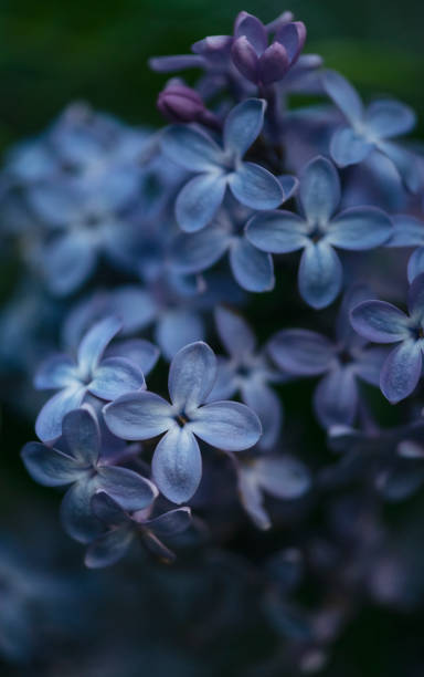 Lilas Pictures | Download Free Images on Unsplash