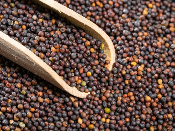 Rapeseed Pictures | Download Free Images on Unsplash