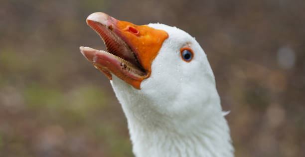Free Stock Photo of Close-up of a white goose with blue eyes | Download ...