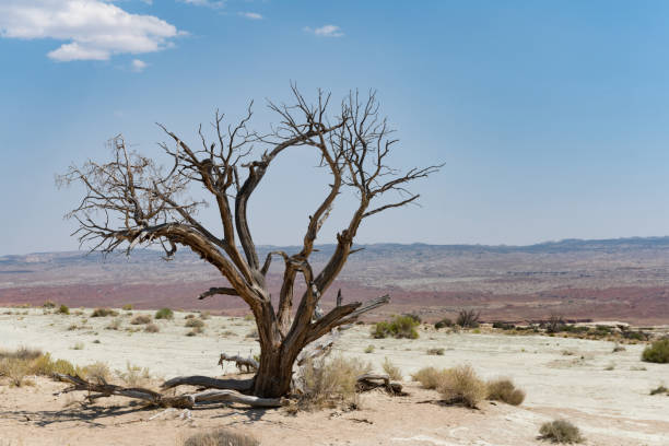 Free Stock Photo of A Desolate Dead Tree Standing in a Desert Landscape ...