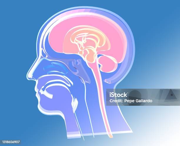 Ilustrasi Anatomi 3d Dari Bagian Dalam Lubang Hidung Dan Tenggorokan ... Ilustrasi Anatomi 3d Dari Bagian Dalam Lubang Hidung Dan Tenggorokan ...