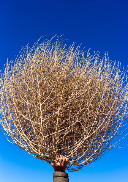 tumbleweed Premium Photos, Pictures and Images by Istock