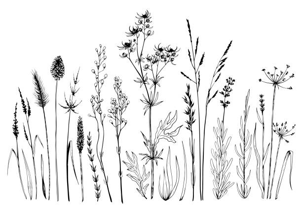 12 800 Herbarium Ilustrasi Grafik Vektor And Clip Art Bebas Royalti