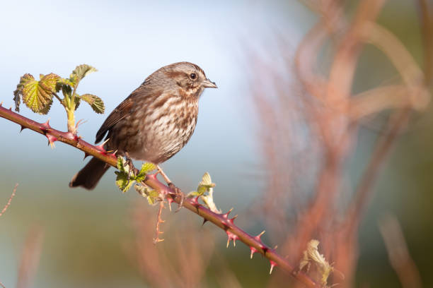 Songbird Pictures | Download Free Images on Unsplash