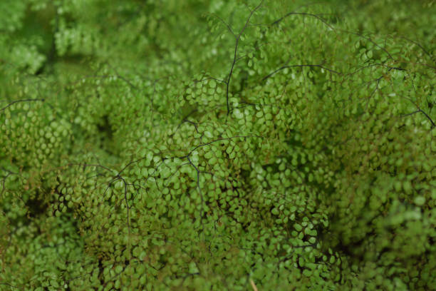 Free picture: dark green, chlorophyll, leaf, texture, shade, close-up ...