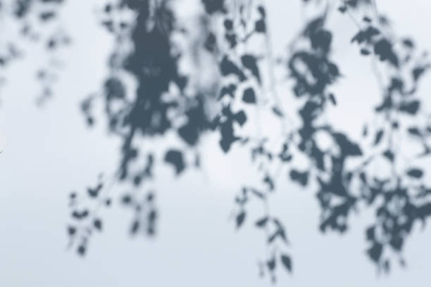 Shadow Overlay Pictures | Download Free Images on Unsplash