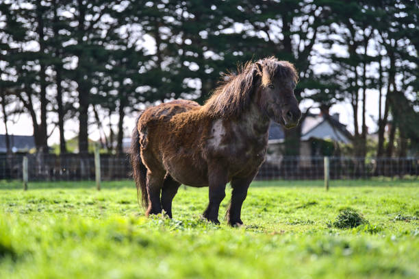 Shetland Pony Pictures | Download Free Images on Unsplash