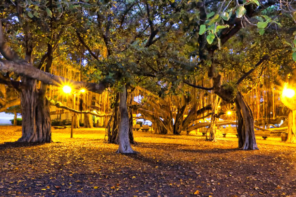 1000+ Banyan Tree Pictures | Download Free Images on Unsplash