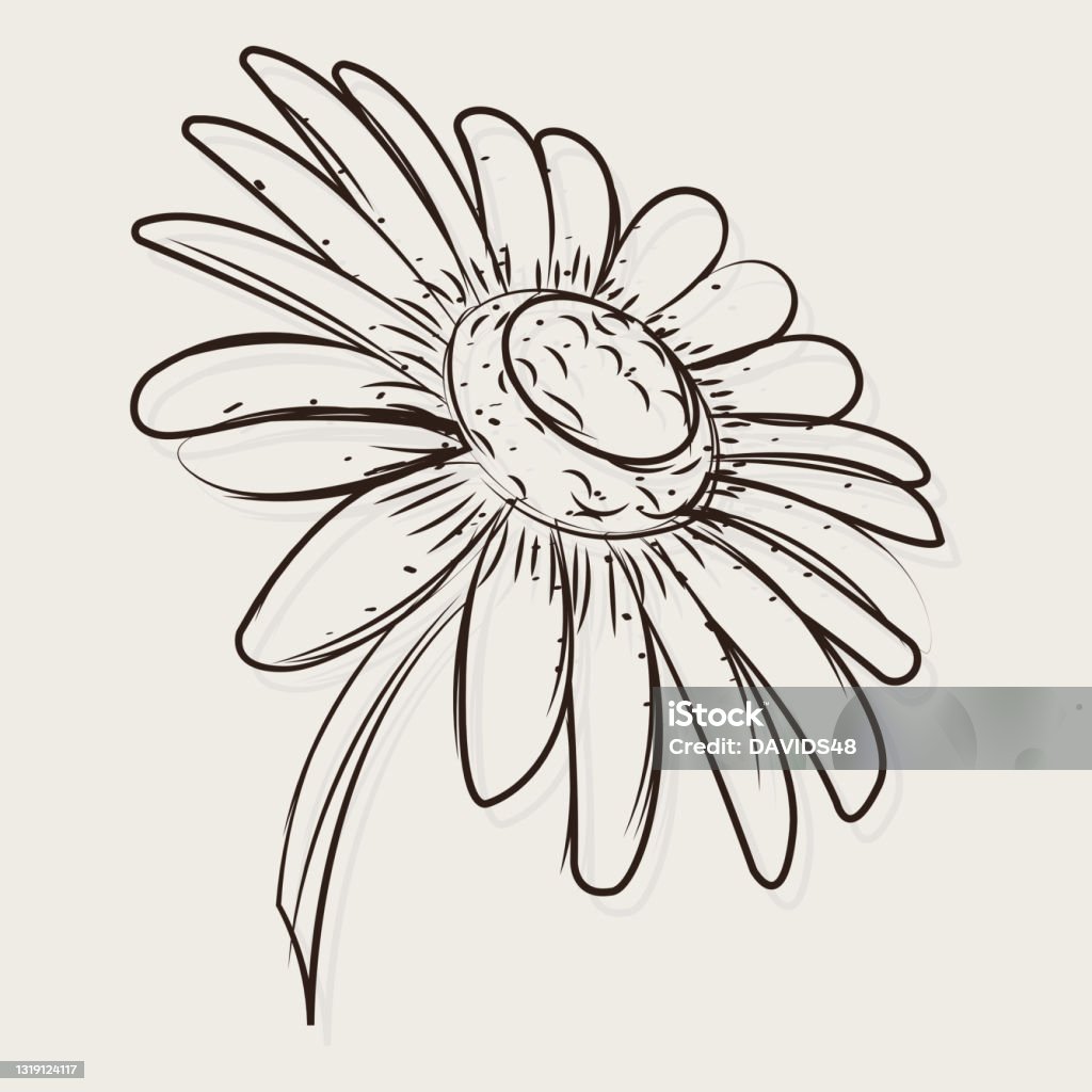 Isolated Sketch Of A Daisy Flower Stock Illustration Download Image