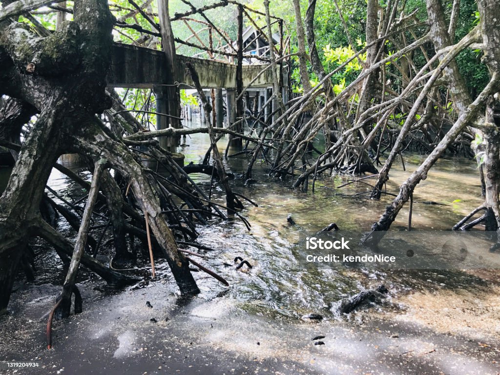 Akar Rhizophora Mucronata Atau Looproot Mangrove Atau Mangrove Merah