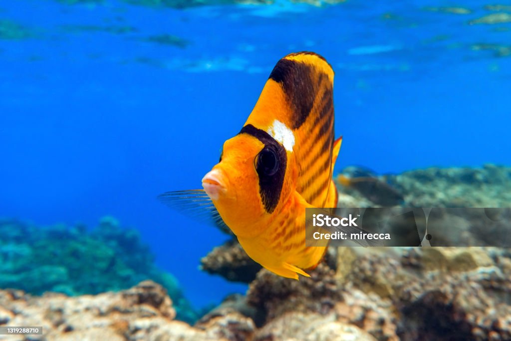 Ikan Karang Ikan Kupukupu Rakun Laut Merah Potretclose Up Foto Stok Unduh Gambar Sekarang Istock