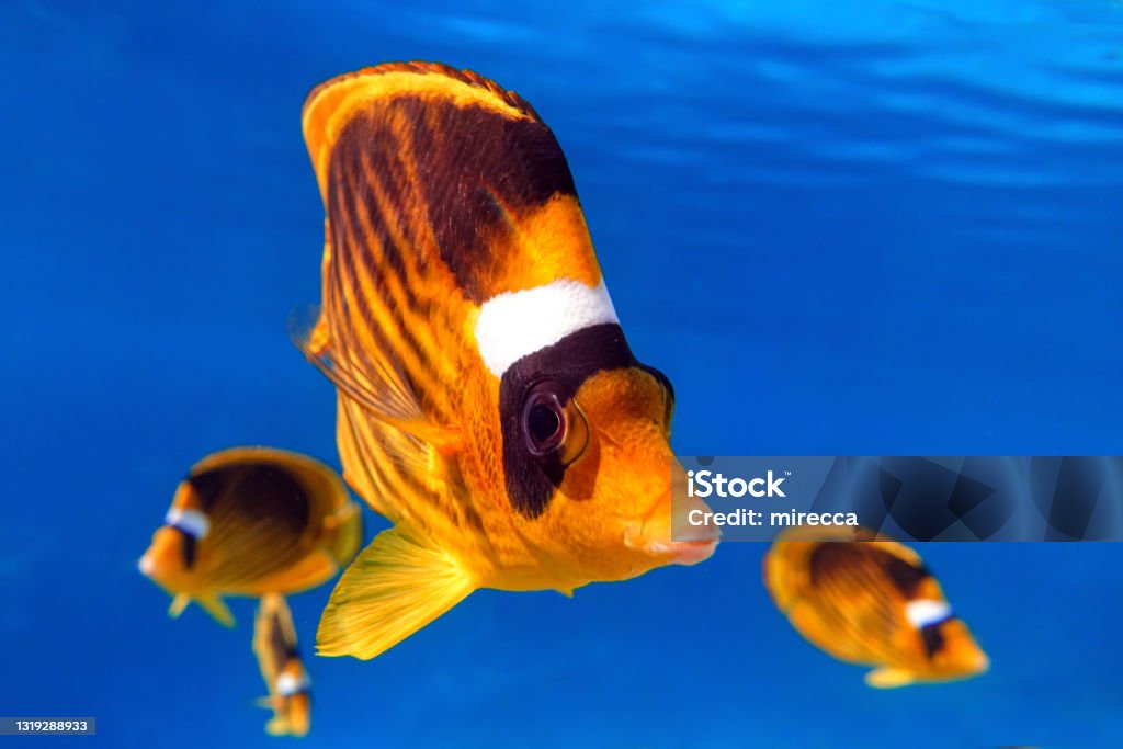 Ikan Karang Ikan Kupukupu Rakun Laut Merah Potretclose Up Foto Stok Unduh Gambar Sekarang Istock