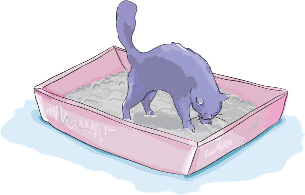 Cats Litter Box Illustrations Royalty Free Vector Graphics And Clip Art Istock