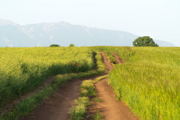 Free Stock Photo of Dirt Road Running Through Grassy Field | Download ...