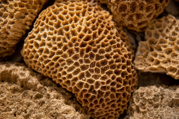 Sponges Pictures | Download Free Images on Unsplash