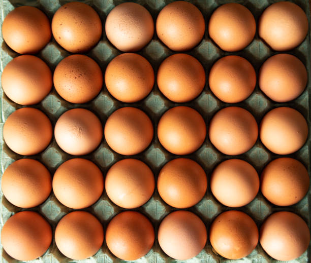 Best 20+ Egg Pictures & Images | Download Free Photos on Unsplash