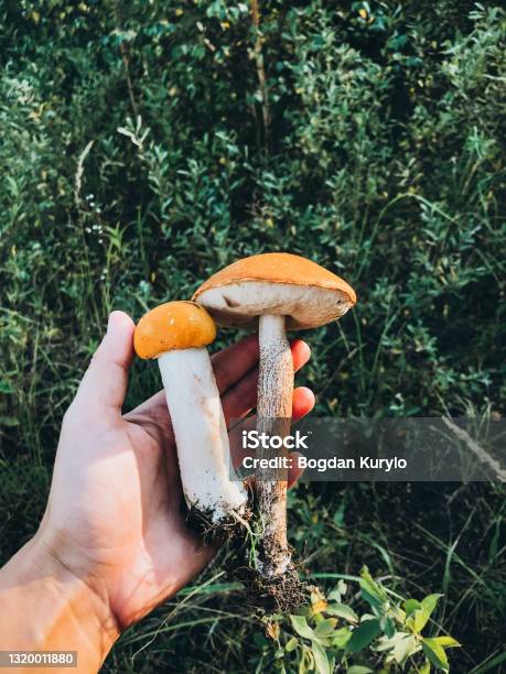 Tangan Memegang Jamur Yang Dapat Dimakan Dengan Topi Oranye Di Hutan
