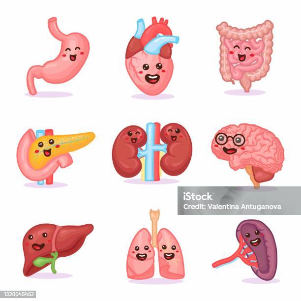 Lucu Kawaii Organ Manusia Set Ilustrasi Stok Unduh Gambar Sekarang
