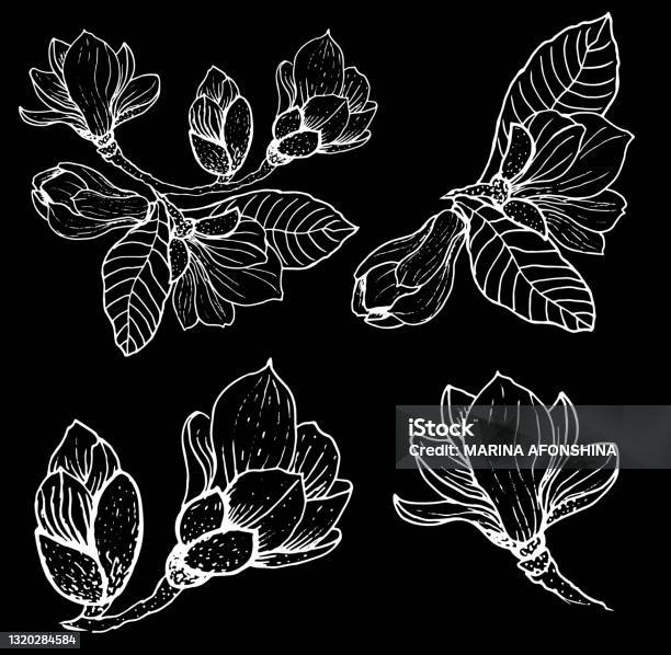 Bunga Kontur Putih Dengan Latar Belakang Hitam Magnolia Dan Daun Yang ... Bunga Kontur Putih Dengan Latar Belakang Hitam Magnolia Dan Daun Yang ...