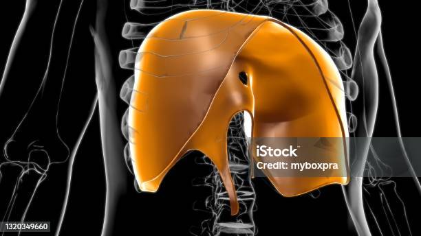Przepona Ludzki Układ Oddechowy Anatomia Dla Koncepcji Medycznej ... Przepona Ludzki Układ Oddechowy Anatomia Dla Koncepcji Medycznej ...