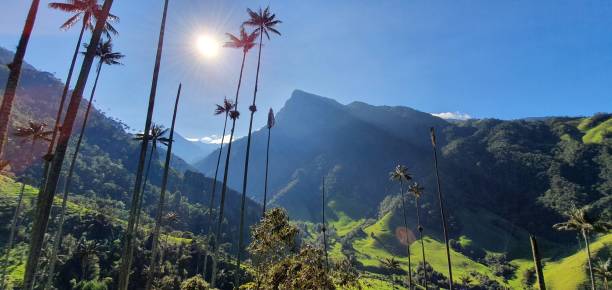 Cocora Valley Pictures | Download Free Images on Unsplash