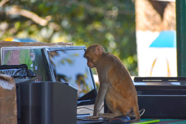 Monkey Laptop Pictures | Download Free Images on Unsplash