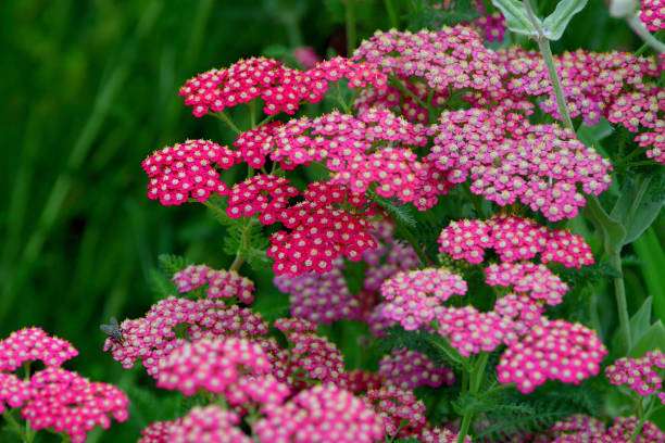 Free Stock Photo of Pink Yarrow | Download Free Images and Free ...