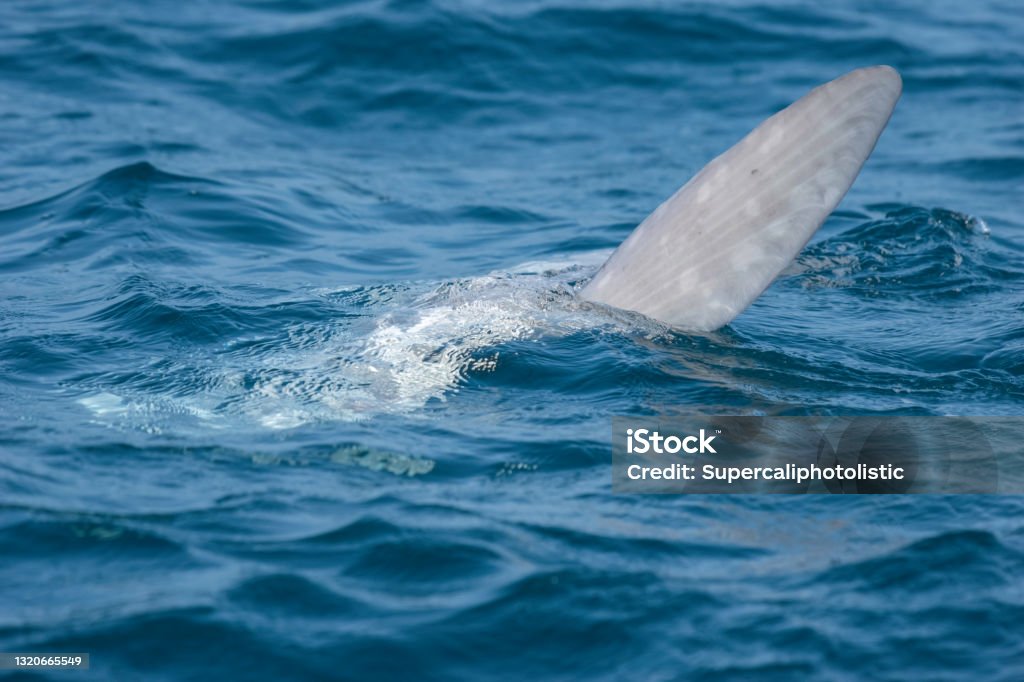 Fin Of A Sunfish Stock Photo - Download Image Now - Animal Fin, Color ... Fin Of A Sunfish Stock Photo - Download Image Now - Animal Fin, Color ...