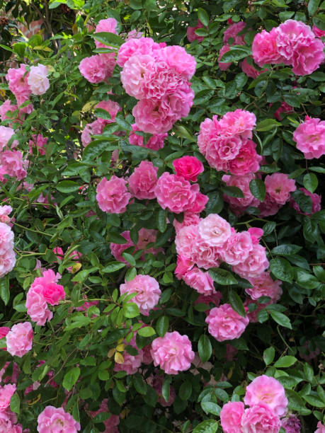 Damask Rose Pictures | Download Free Images on Unsplash