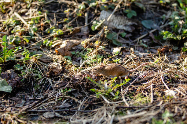 Field Mouse Pictures | Download Free Images on Unsplash