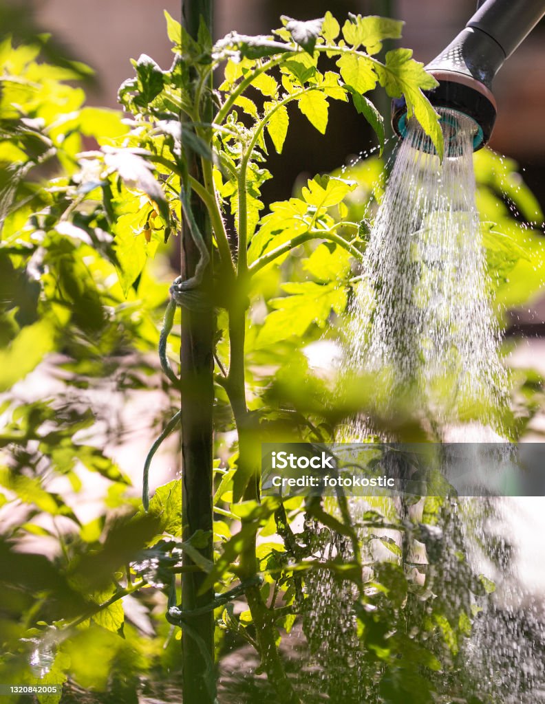 Penyiraman Tanaman Tomat Bibit Di Kebun Rumah Kaca Dengan Kaleng ... Penyiraman Tanaman Tomat Bibit Di Kebun Rumah Kaca Dengan Kaleng ...